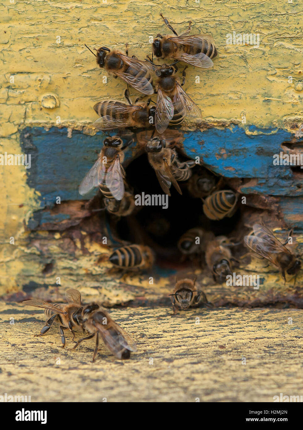 Beehive cluster hi-res stock photography and images - Alamy