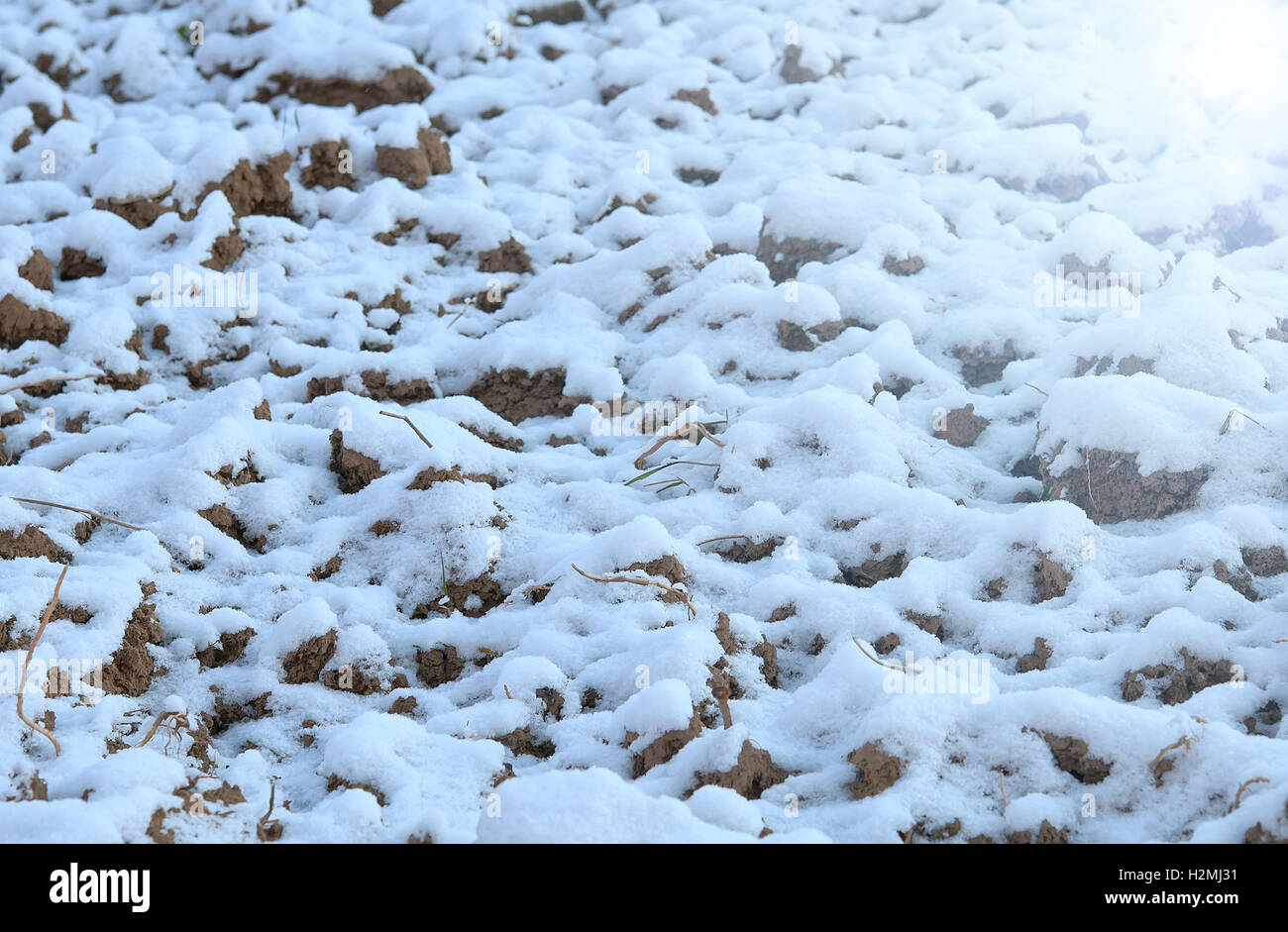 field of snow. Close up Stock Photo - Alamy