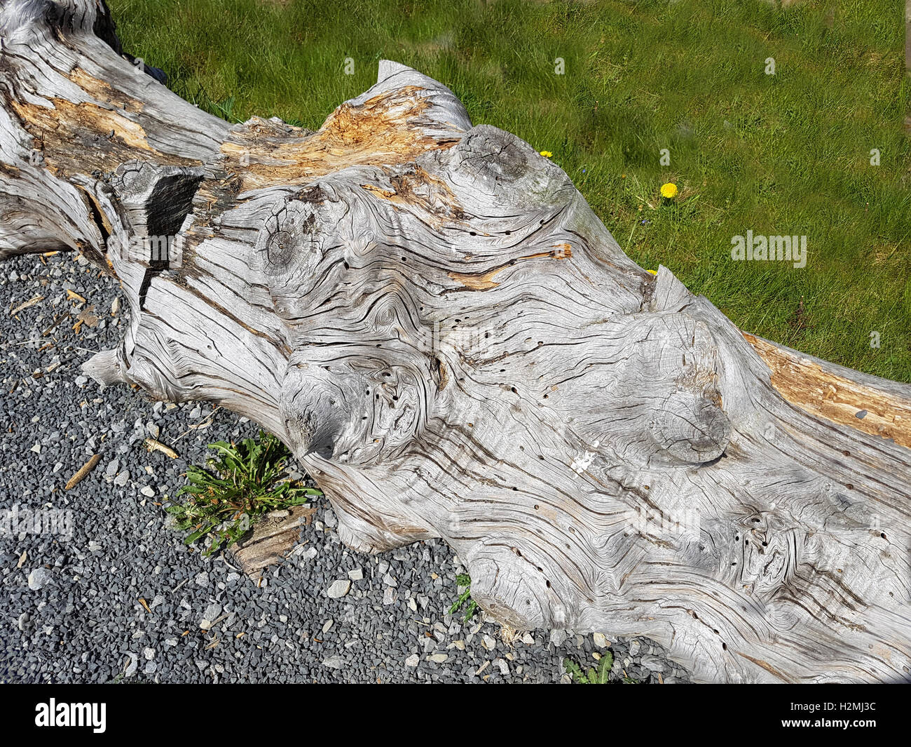 Baumstamm morsch hi-res stock photography and images - Alamy