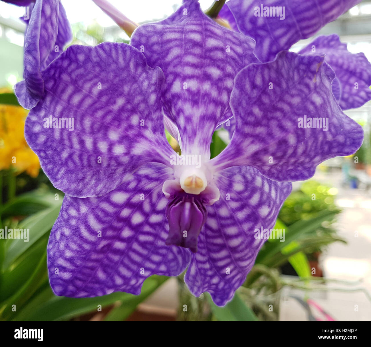 Orchidee, Vanda, Hybride, Motes Stock Photo - Alamy