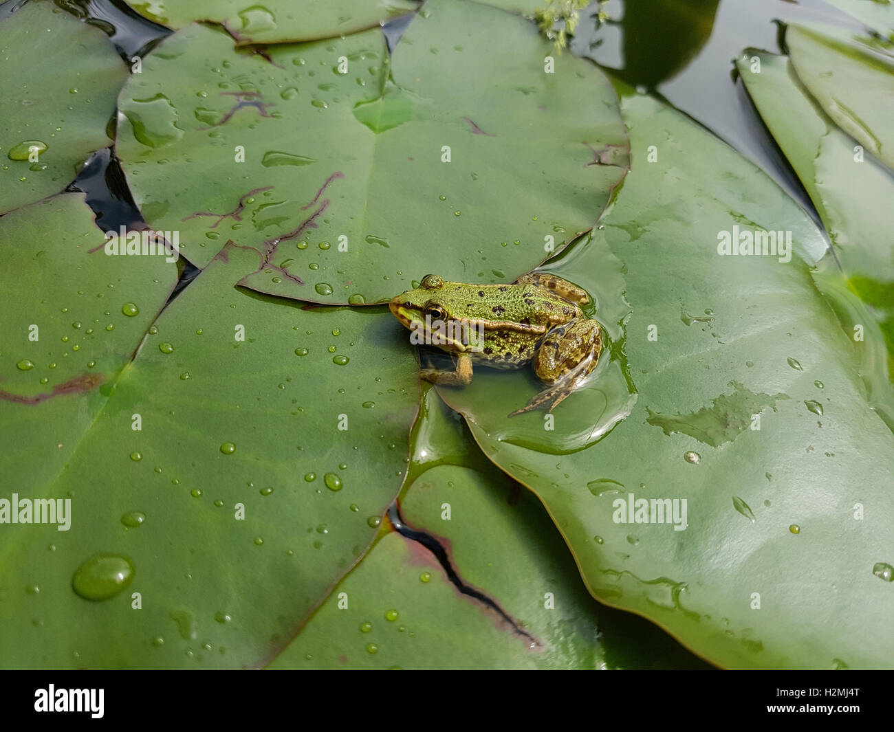 Wasserfrosch, Froschlurch, Teichfrosch, Rana, lessonae, Junger Stock Photo - Alamy