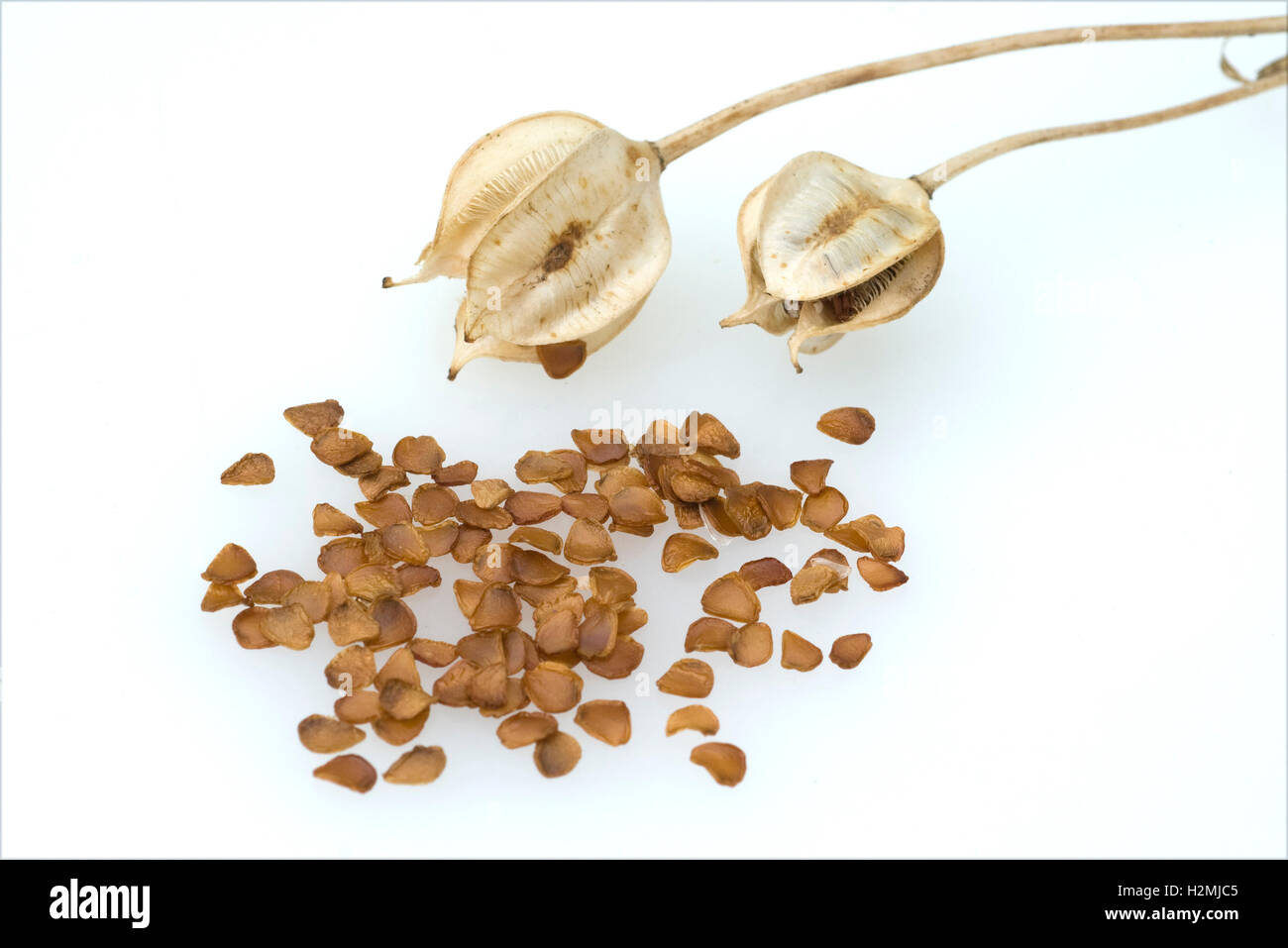 Samen hi-res stock photography and images - Alamy