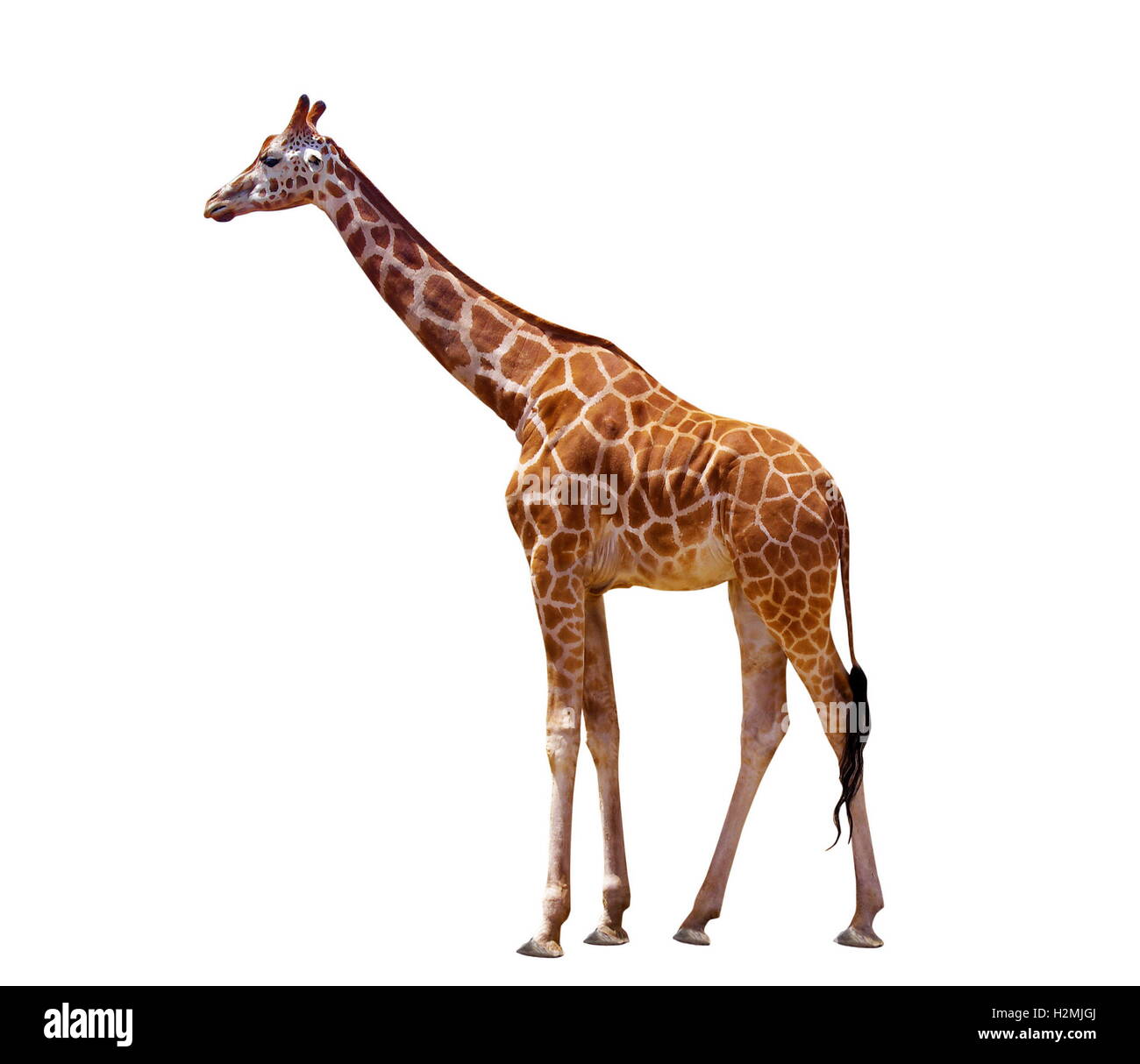 giraffe isolated on the white Stock Photo - Alamy
