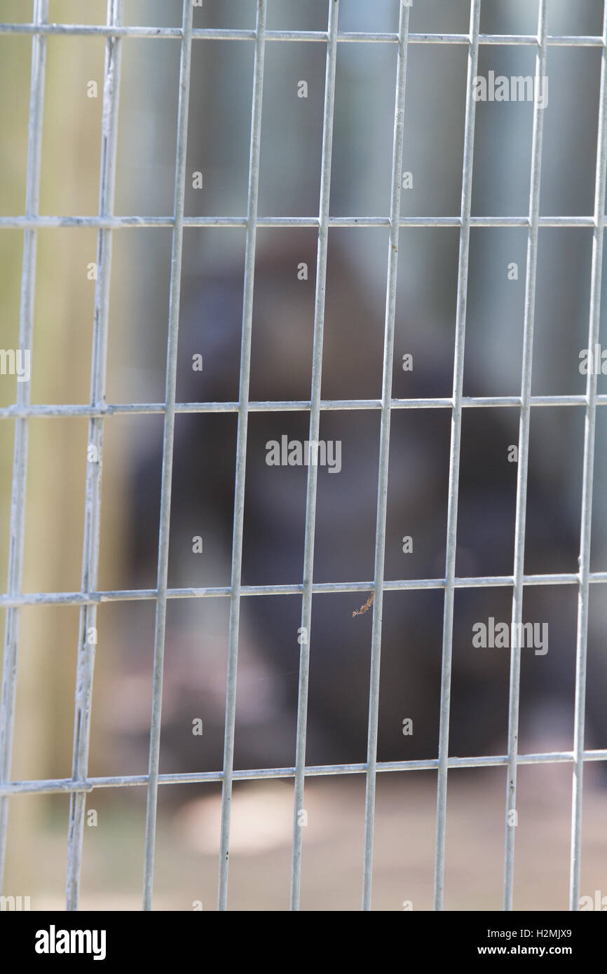 steel fence closeup Stock Photo - Alamy