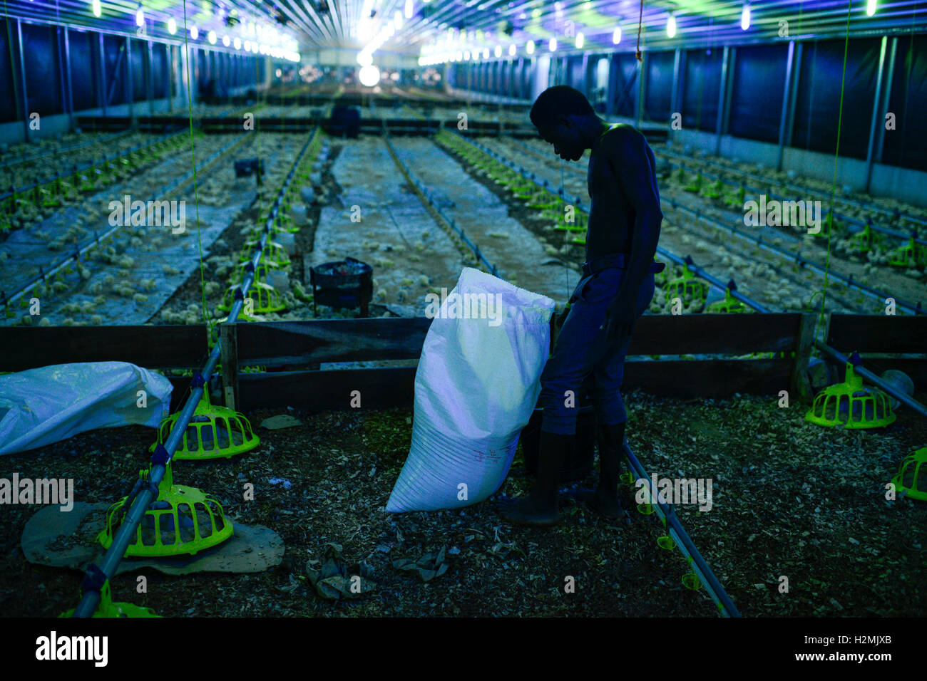 NIGERIA, Oyo State, Ibadan, Sayed farm a industrial chicken farm by ...