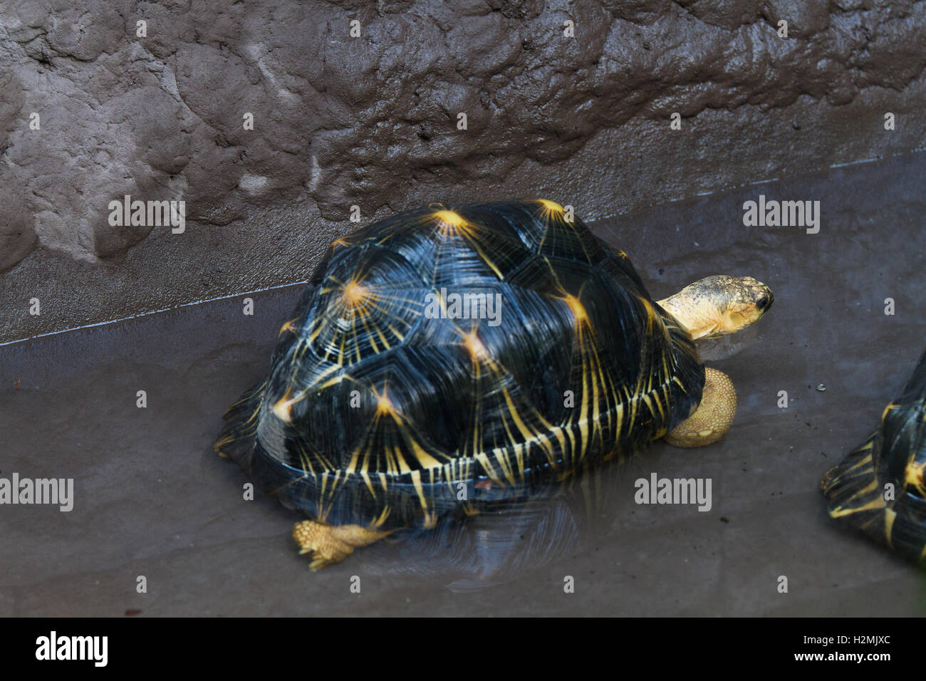 Radiated tortoise hi-res stock photography and images - Alamy