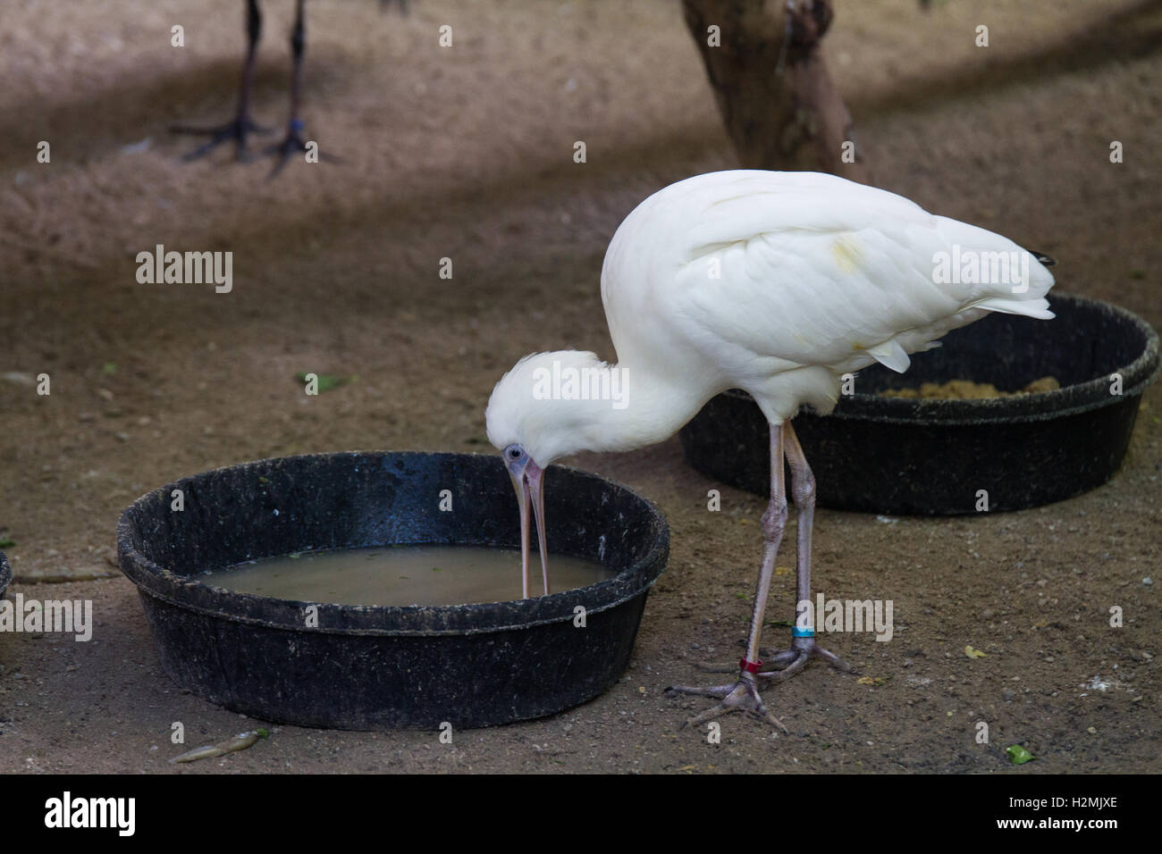 African sacred ibis Stock Photo - Alamy