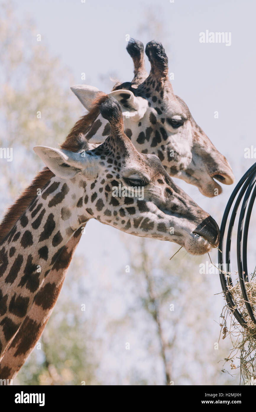 two giraffes closeup Stock Photo - Alamy
