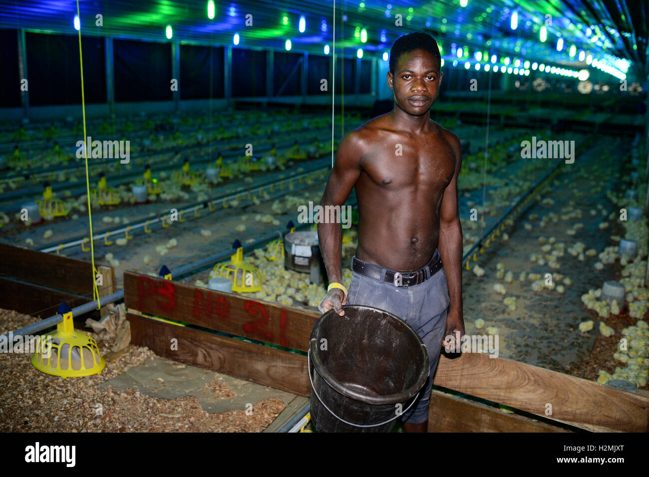 NIGERIA, Oyo State, Ibadan, Sayed farm a industrial chicken farm by ...