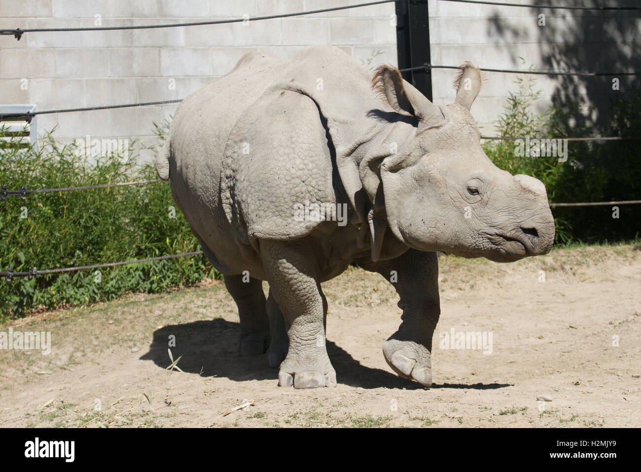 Baby rhino hi-res stock photography and images - Alamy
