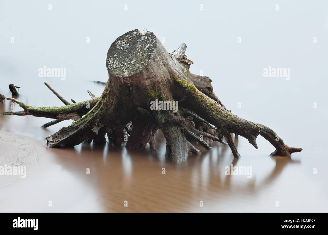 Stump and root of dead tree in river at the beach in the blur ...