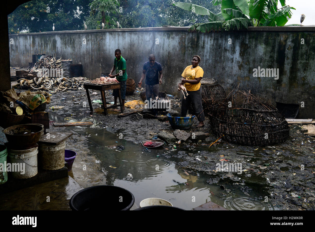 NIGERIA, Lagos, Arena Market , selling of live chicken which are ...