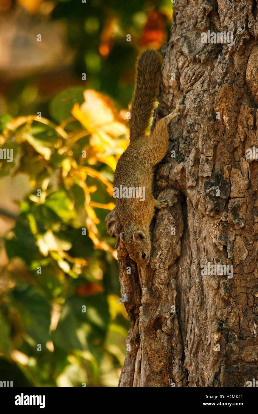 Smiths Bush Squirrel (Paraxerus cepapi). Mana Pools National Park ...