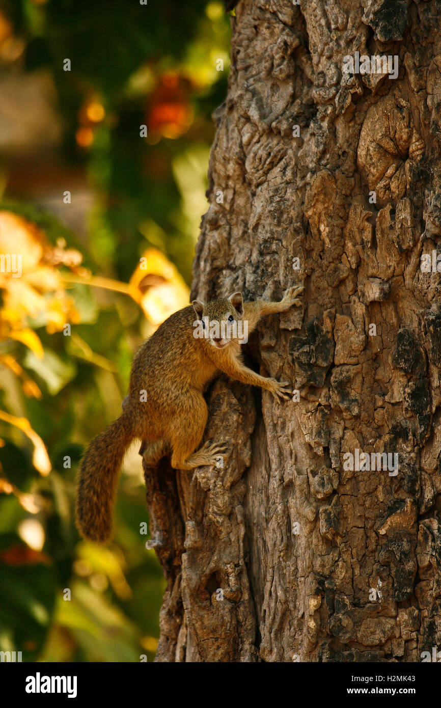 Smiths Bush Squirrel (Paraxerus cepapi). Mana Pools National Park ...