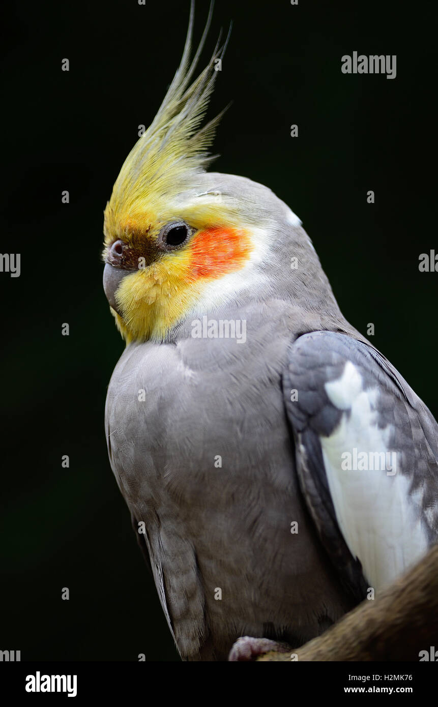 Cockatiel foot hi-res stock photography and images - Alamy