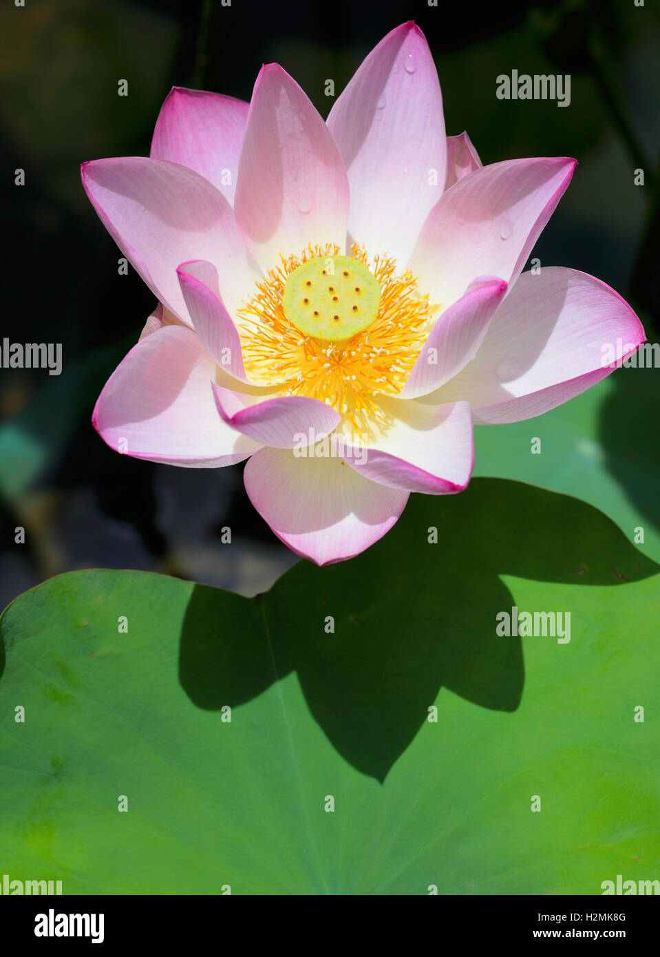 Bright pink lotus hi-res stock photography and images - Alamy