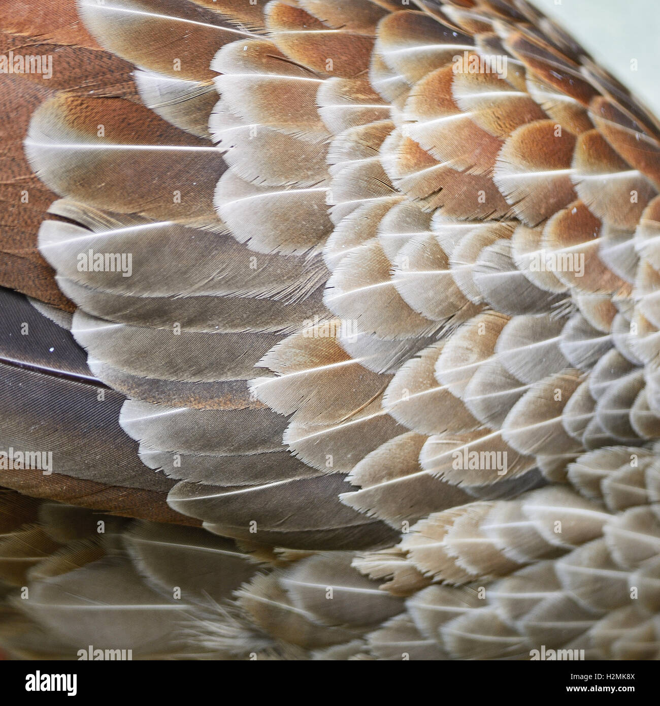 Siver Pheasant feather Stock Photo - Alamy
