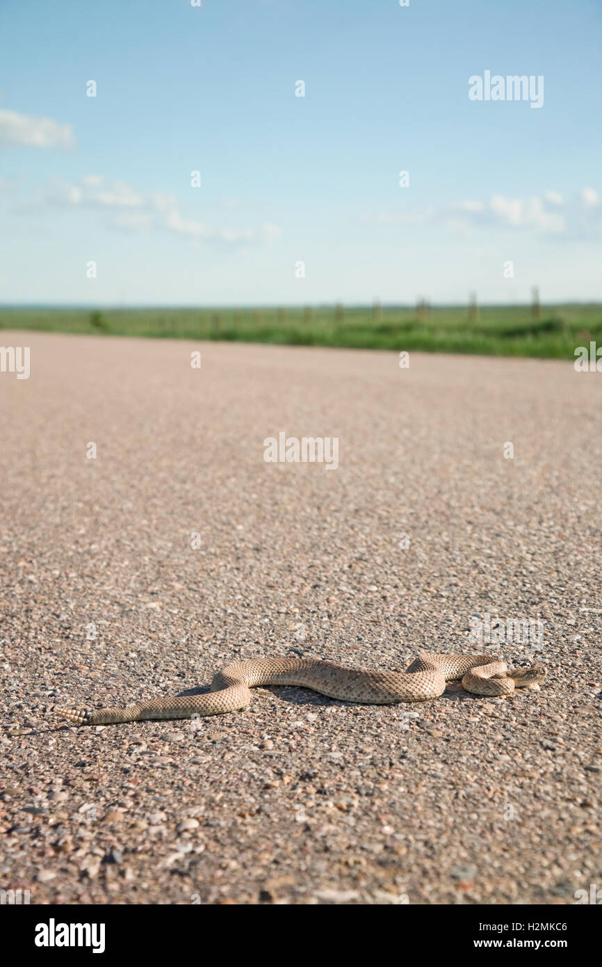 Prairie rattler hi-res stock photography and images - Alamy