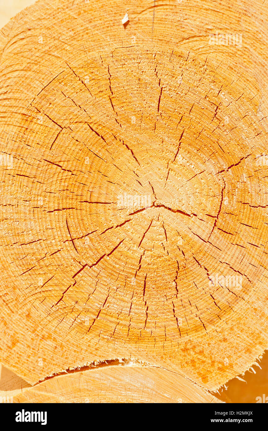 Cross section of a tree hi-res stock photography and images - Alamy