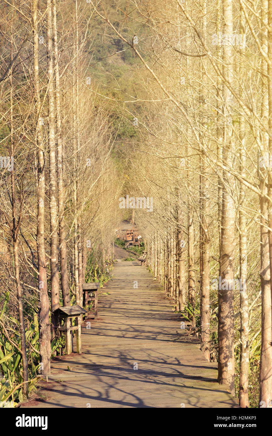 Wooden path in forest Stock Photo - Alamy