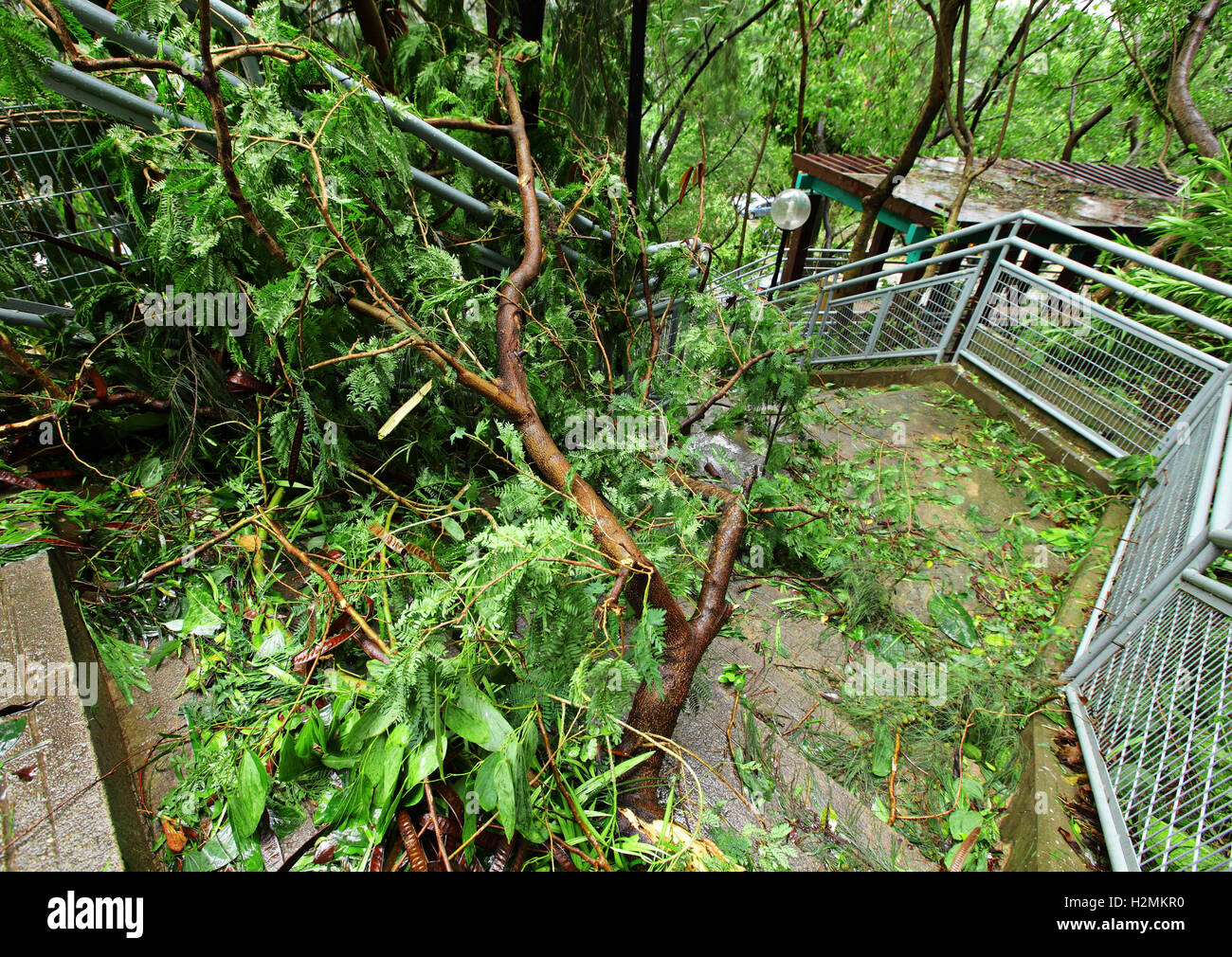 Fallen trees after typhoon hi-res stock photography and images - Alamy