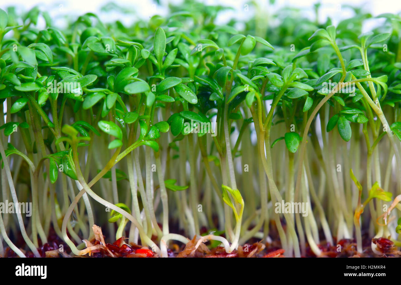 Growing salad mustard cress Stock Photo - Alamy