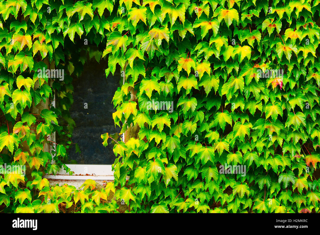 Wild vine hi-res stock photography and images - Alamy