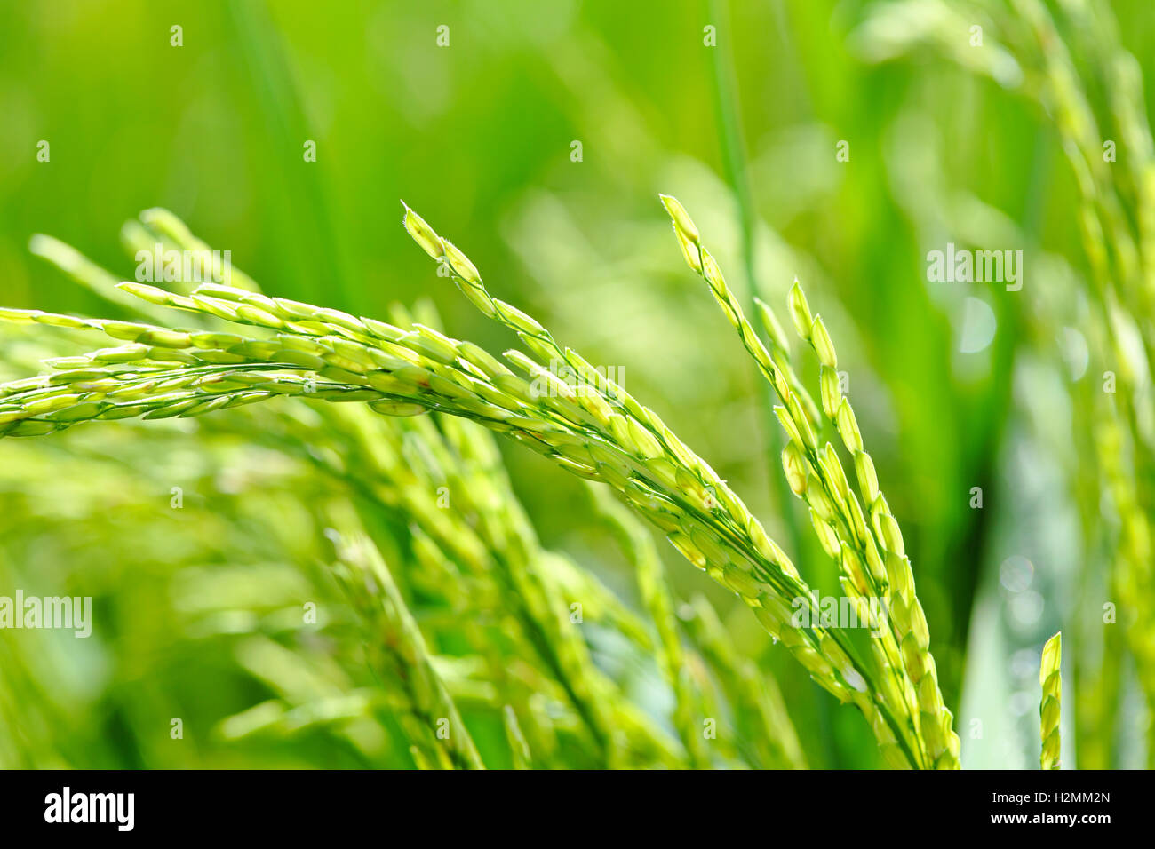 Paddy rice close up Stock Photo - Alamy