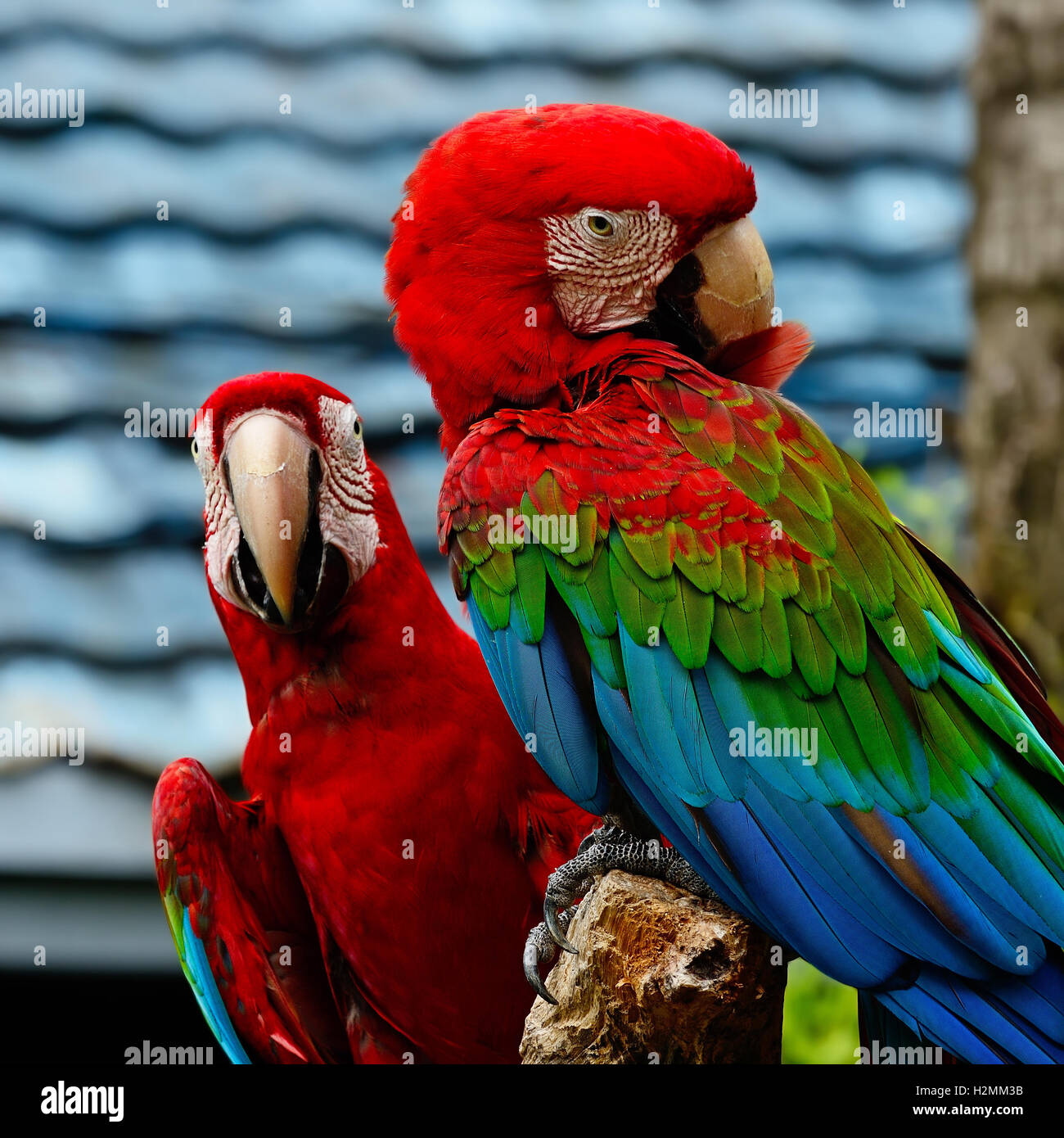 Greenwing macaw hi-res stock photography and images - Alamy