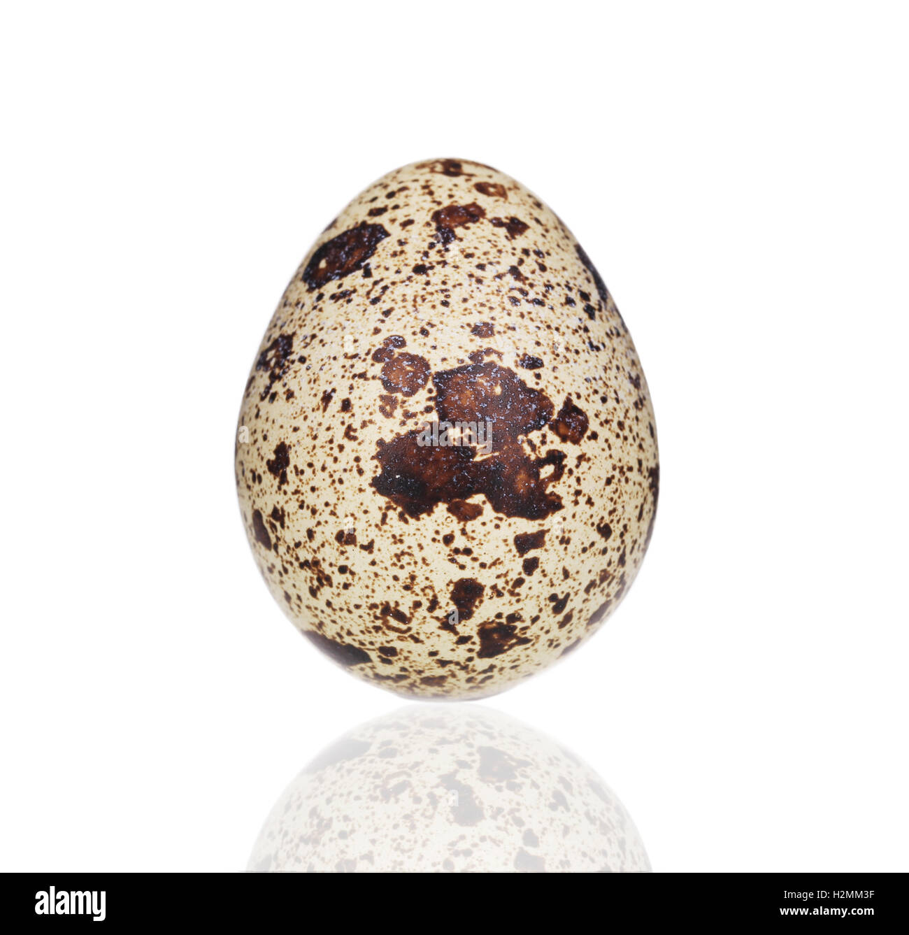 Single quail egg Stock Photo - Alamy