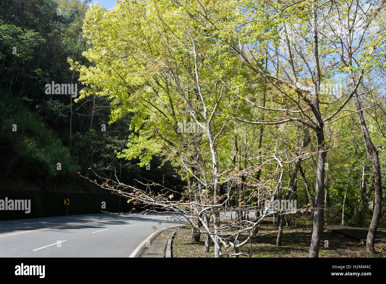 Green tree in spring with road Stock Photo - Alamy