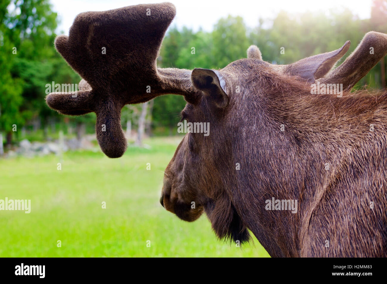 Moose animals hi-res stock photography and images - Alamy