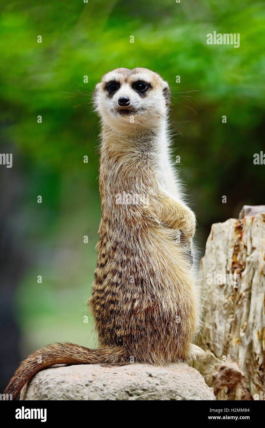 African meerkat hi-res stock photography and images - Alamy