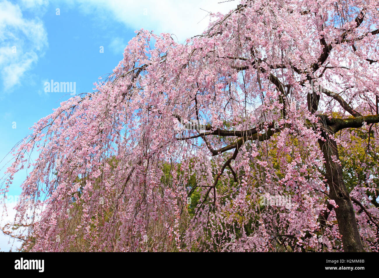 Sakura tree in Japan Stock Photo - Alamy