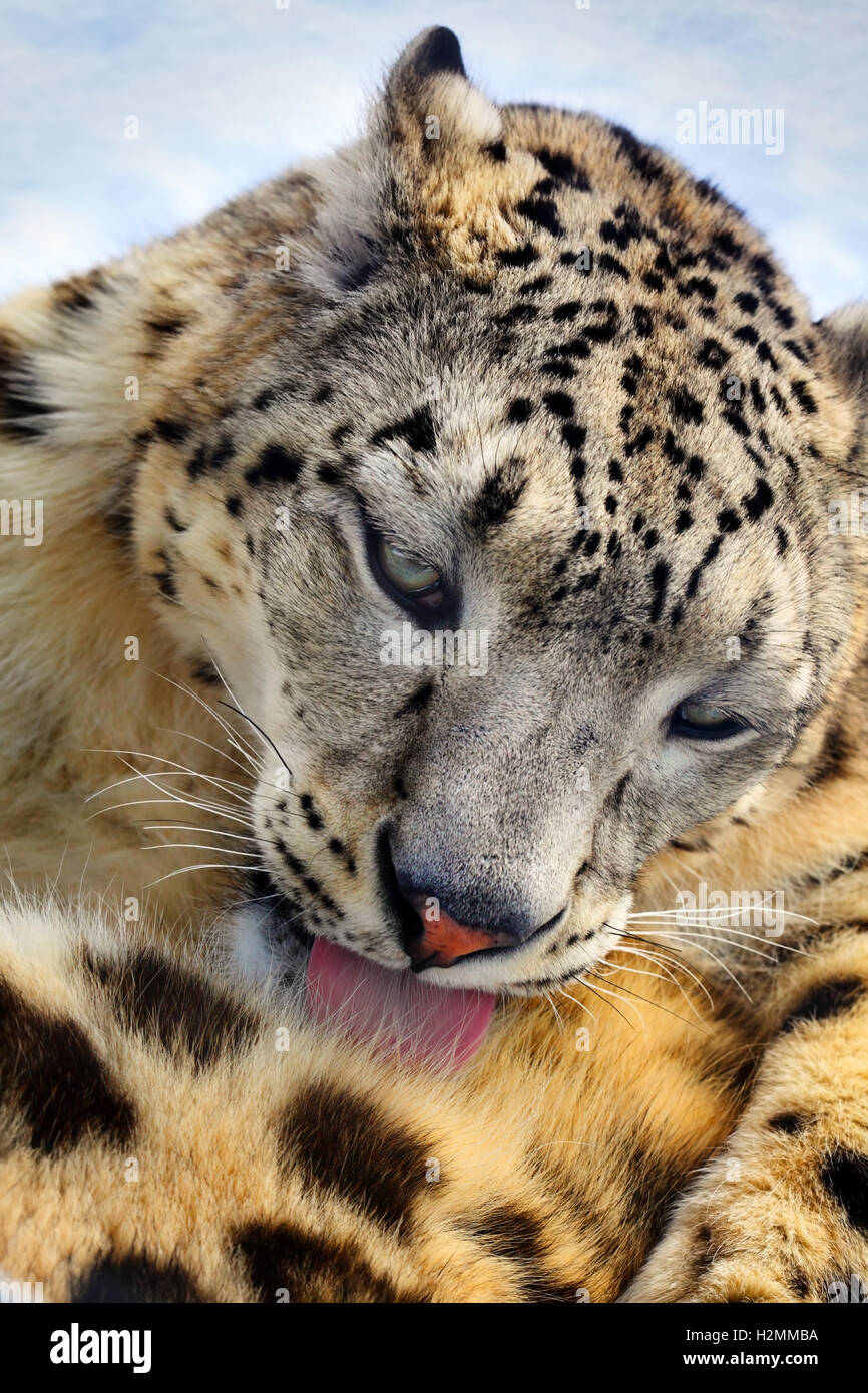Face leopard hi-res stock photography and images - Alamy