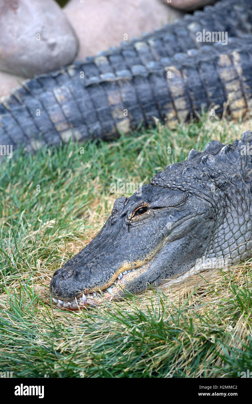 Alligator with teeth hi-res stock photography and images - Alamy