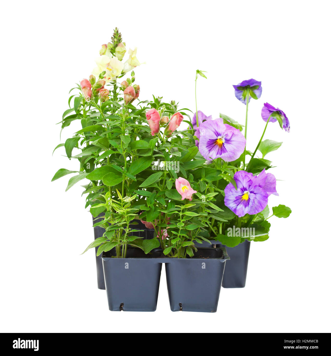 Bedding flowers Cut Out Stock Images & Pictures - Alamy