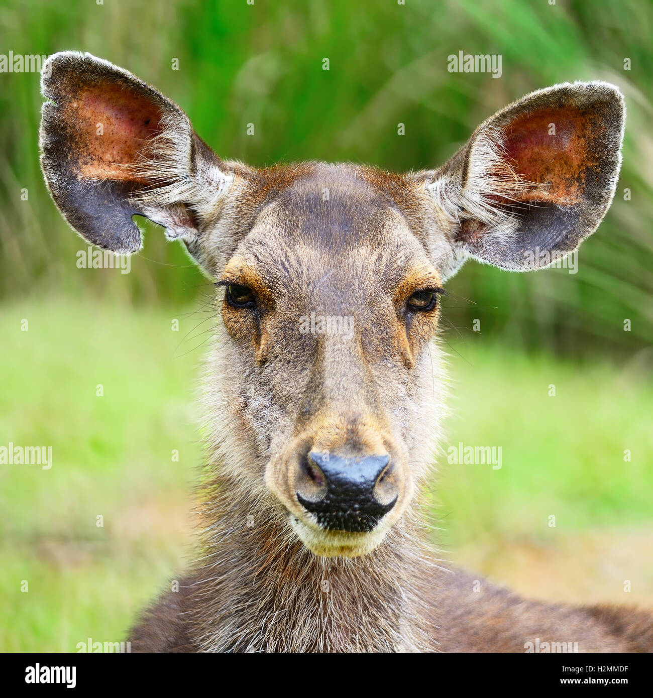 Common deer hi-res stock photography and images - Alamy