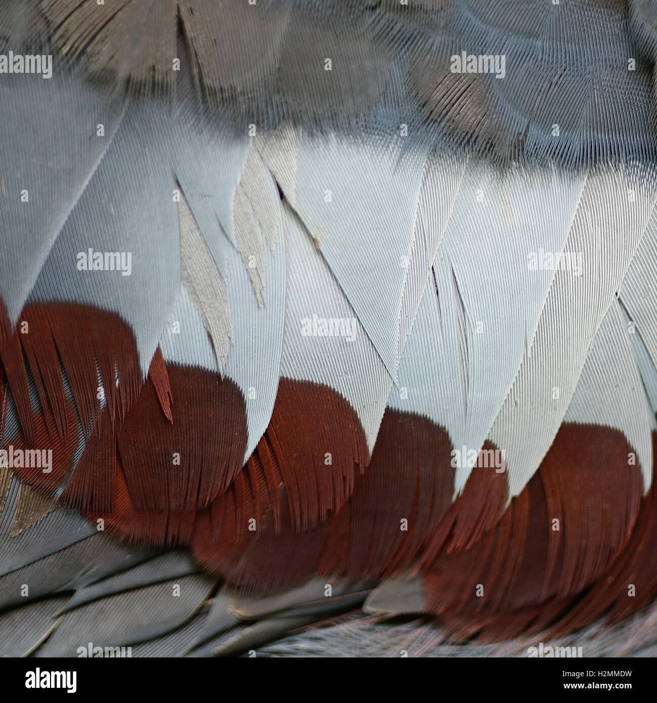 Victoria Crowned feather Stock Photo - Alamy