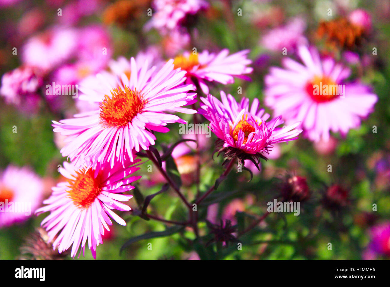 bush of beautiful and bright red asters Stock Photo - Alamy