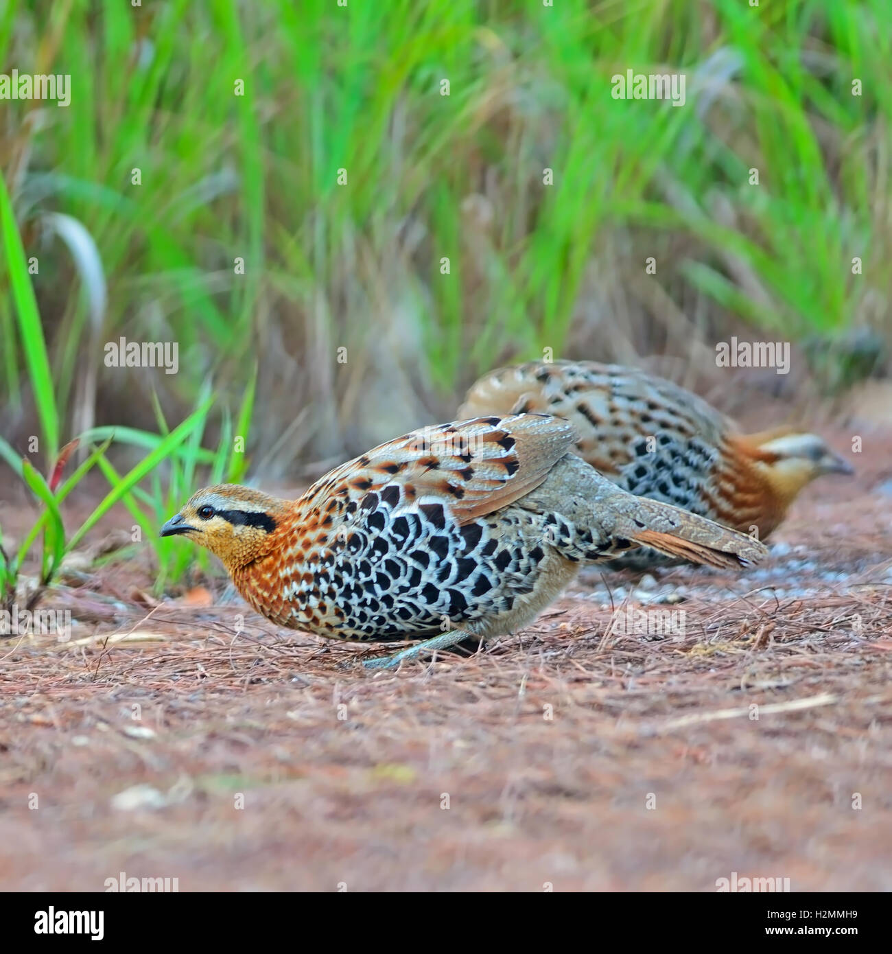 female Mountain Bamboo Partridge Stock Photo - Alamy