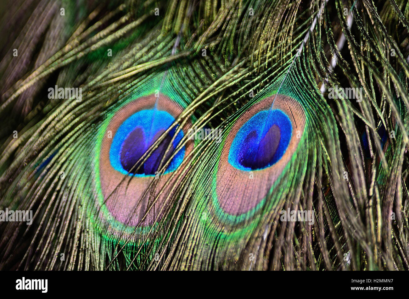 Green Peafowl feather Stock Photo - Alamy