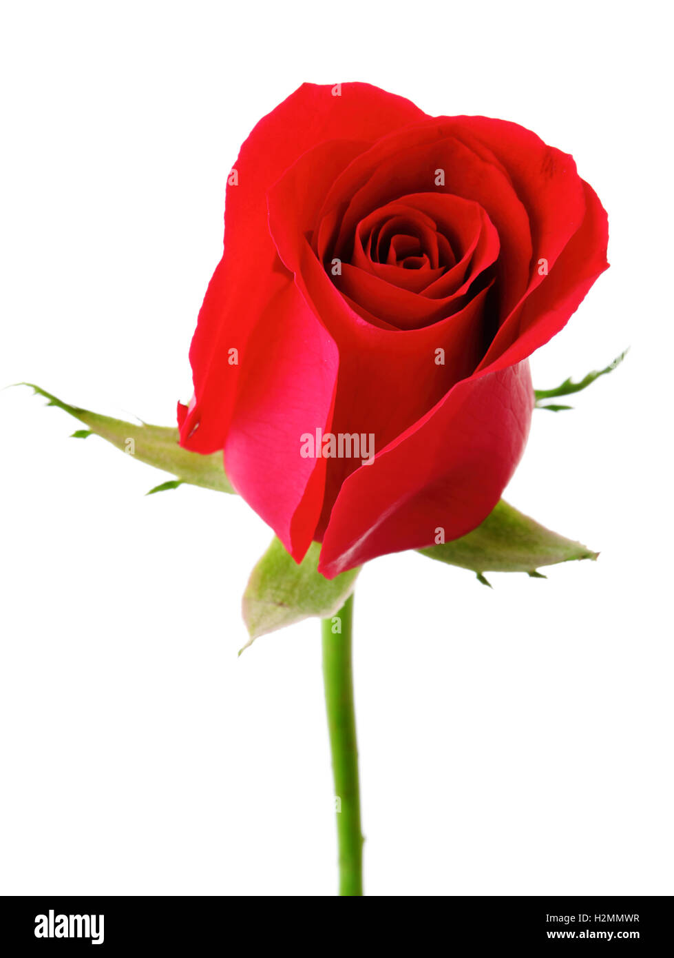 Res roses hi-res stock photography and images - Alamy