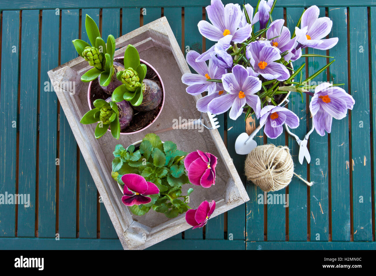 Various potted spring flowers Stock Photo - Alamy