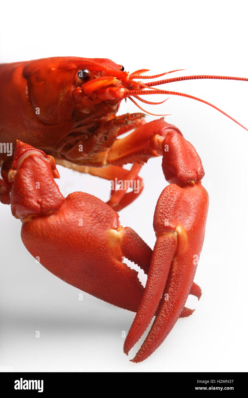 White claw crayfish hi-res stock photography and images - Alamy