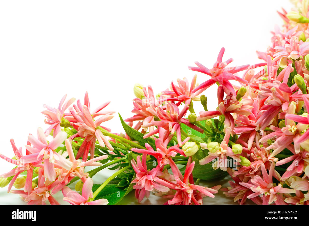 Rangoon creeper hi-res stock photography and images - Alamy