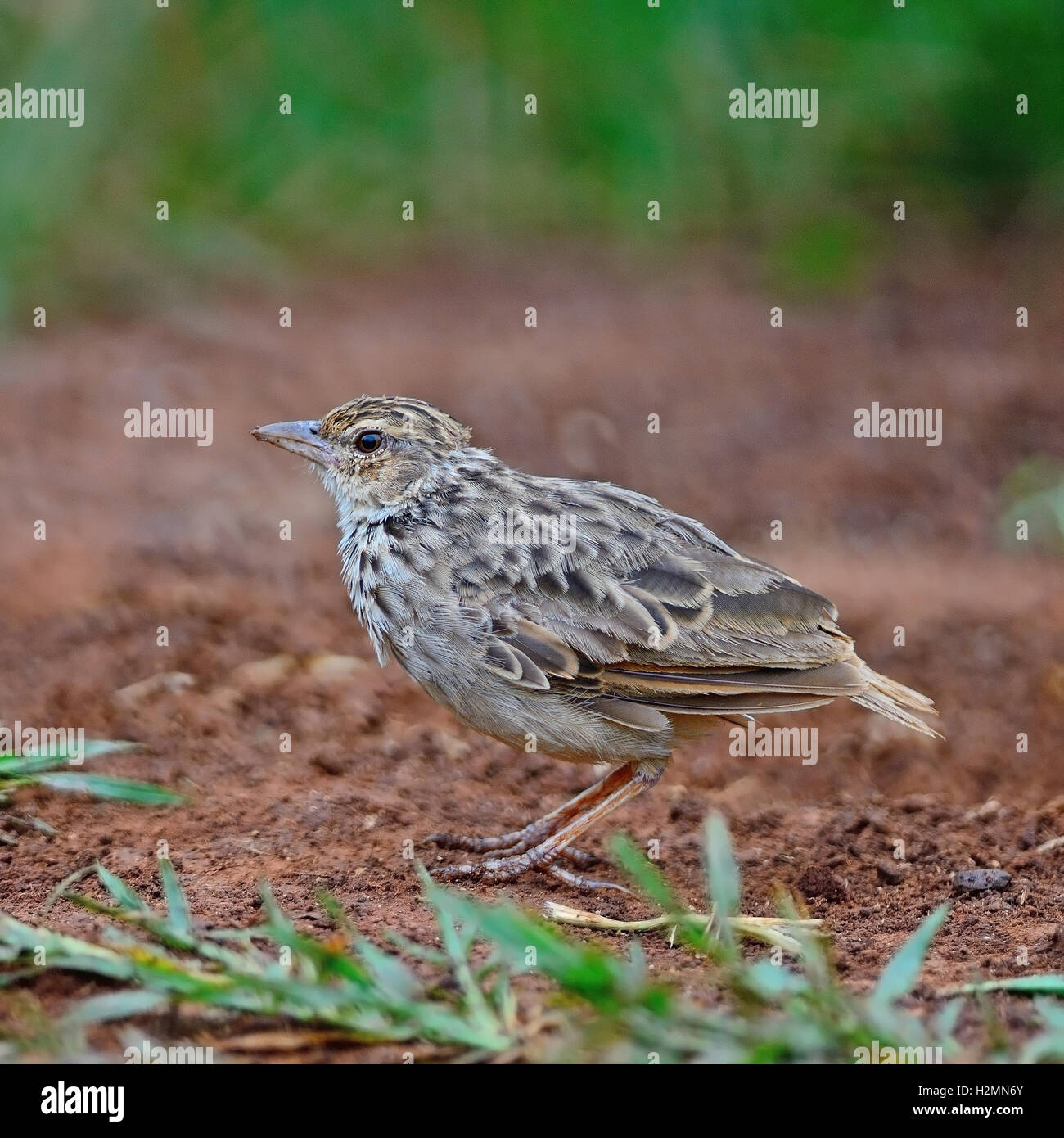 Bushlark hi-res stock photography and images - Alamy