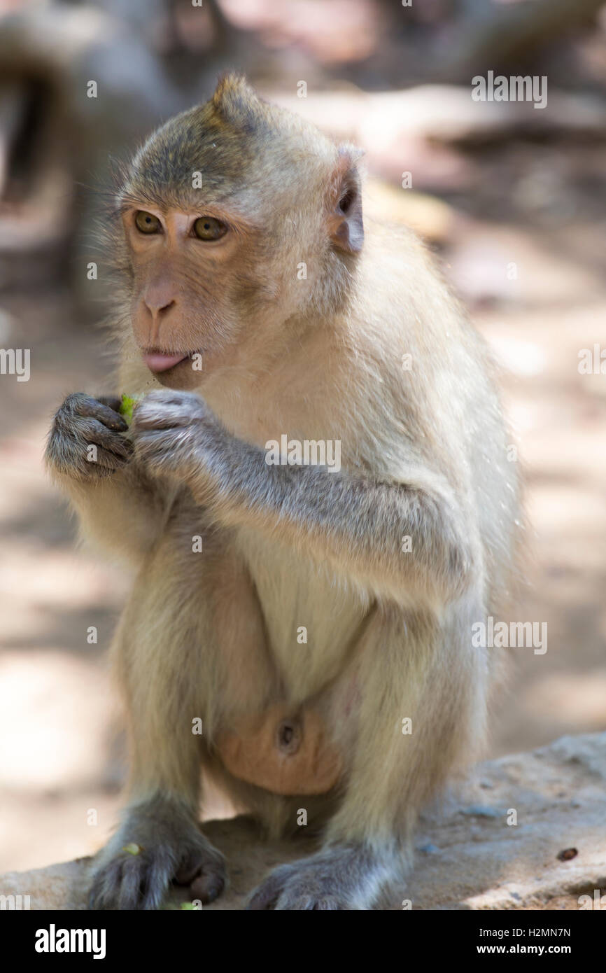 Little baby-monkey in monkey forest of Ubud, Bali, Indonesia Stock ...