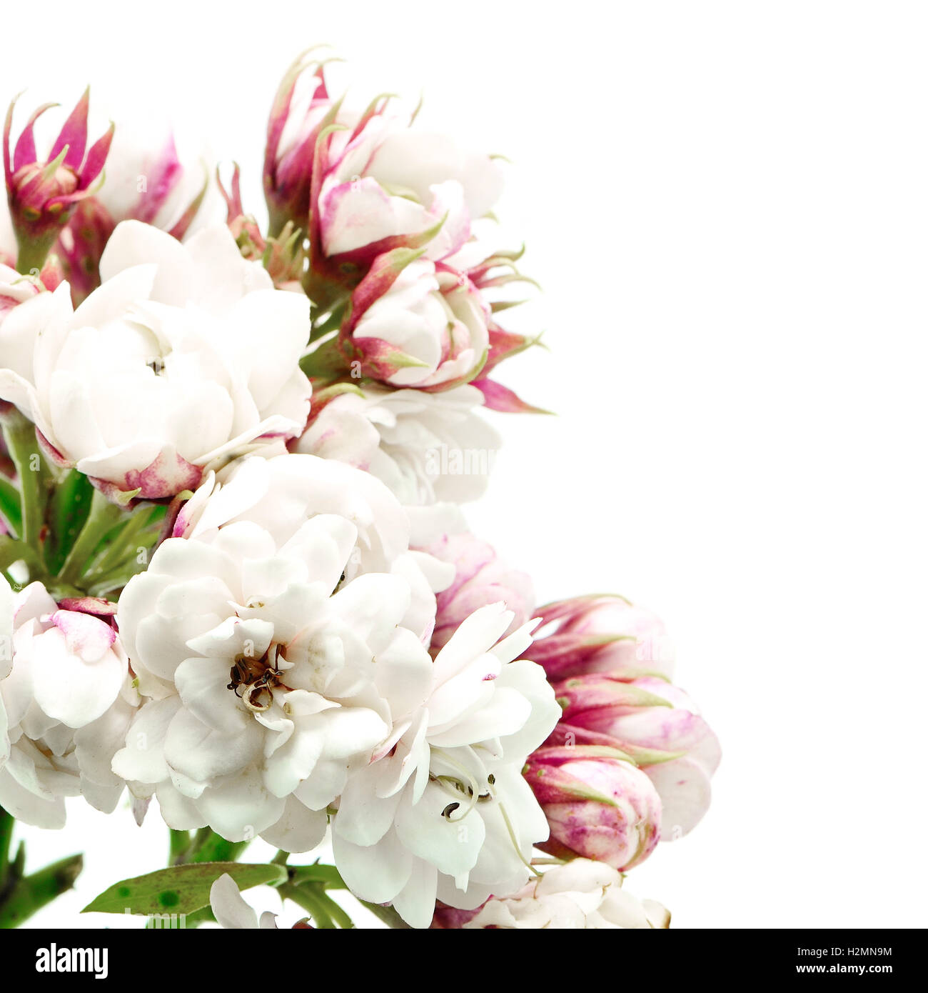 Bower beauty hi-res stock photography and images - Alamy