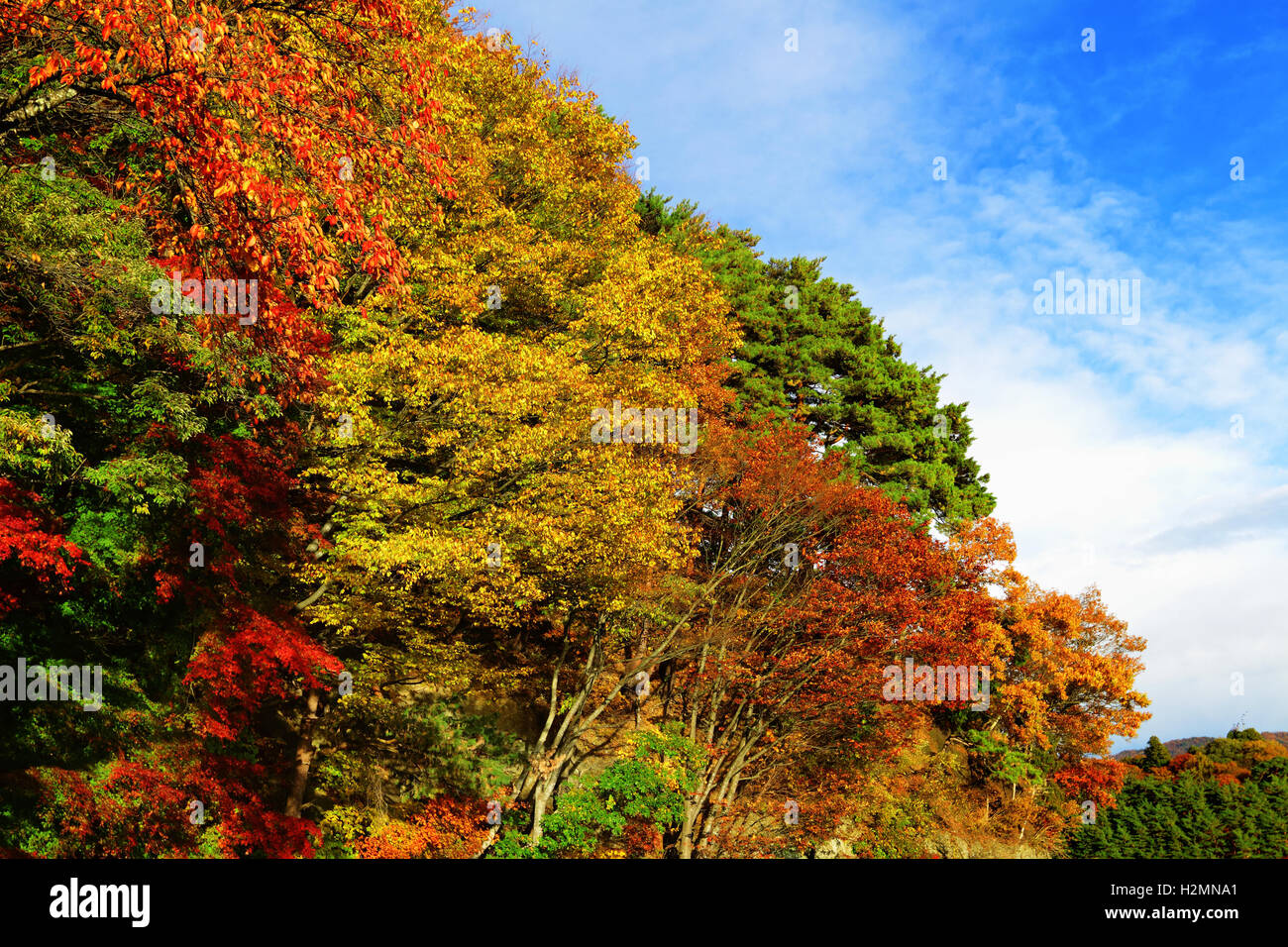 Colourful forest with blue sky Stock Photo - Alamy